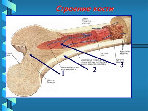 Подготовка к проверочной работе по теме «Опорно двигательная система презентация онлайн
