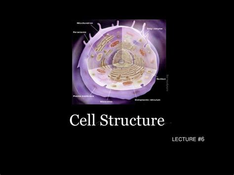Ppt Cell Structure Powerpoint Presentation Free Download Id6806887