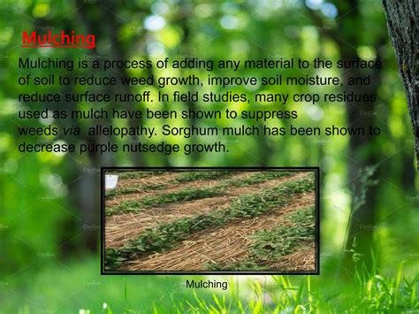 Allelopathy And Its Role In Weed Management Pptx