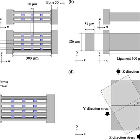 Mathematical Simulation Models X Axis Is Set In The Direction Of