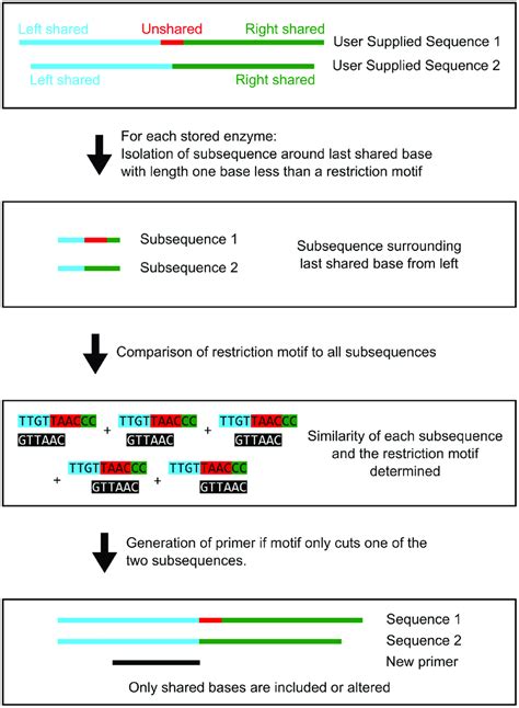 Algorithm For Generation Of Oligonucleotide Primers Useful For Caps And