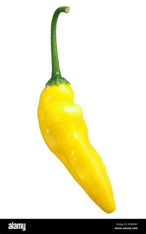 Aji Pineapple pepper (Capsicum baccatum), whole pod, ripe. Clipping ...