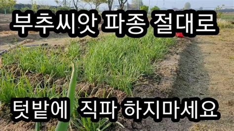 텃밭에 부추씨앗 파종 모종 대량번식 실패없는 방법 꿀팁 Youtube