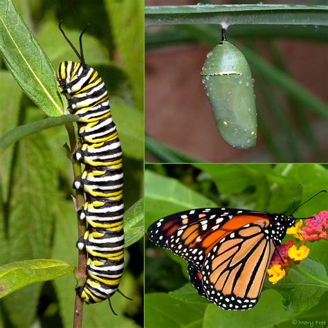 Monarch Caterpillar Chrysalis Butterfly From Creating Inviting Habitats