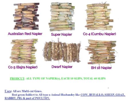 Napier Grass Slips Like Australian Red Napier Super Napier Dwarf Napier 14585 Picclick Ca