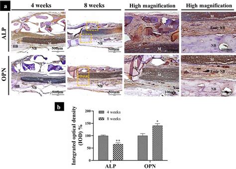 A Dab Staining Result Of Dual Membrane Implanted Four And Eight Weeks Download Scientific