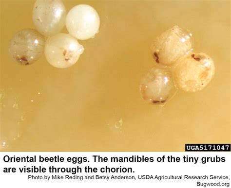 Oriental Beetle Nc State Extension Publications