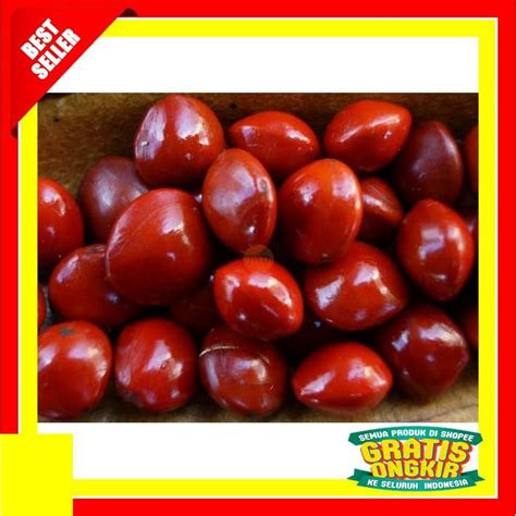 Jual BIJI SAGA EKSKLUSIF Shopee Indonesia