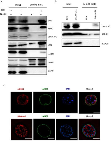 Lmnb1 Associates With Histone Variants Macroh2a1 A Validation Of Download Scientific Diagram