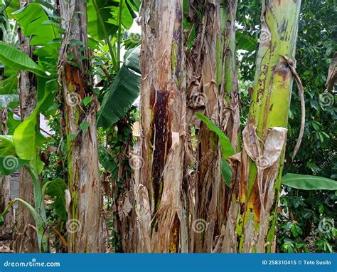 Java Island Banana Tree Cultivation Stock Image Image Of Jungle Plant