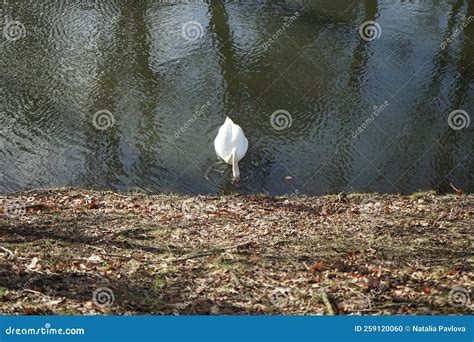 A Beautiful White Mute Swan Floats On The Wuhle River In February