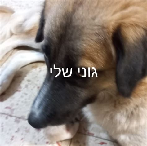 רמלה נמצאה הסעה תודה לרחל המדהימה ולמשפחתה ️ לא רק כלבים וחתולים מתקבלים בשירות הוטרינרי