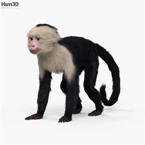 Monkey 3d Models Download