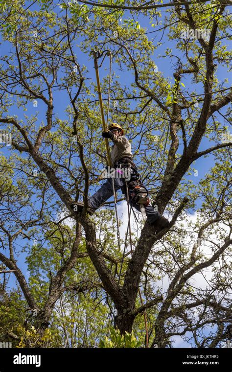 Tree Trimmer Tree Branch Trimmer Trimming Tree Branch Valley Oak Tree Tree Care Lumberman