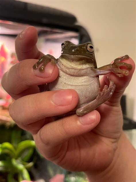 Dumpy Tree Frog Dumpy Tree Frog Frog Pictures Whites Tree Frog