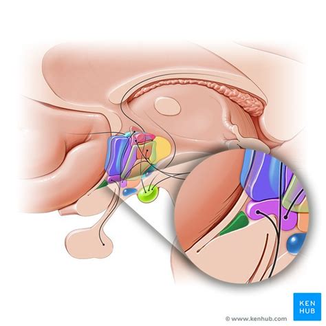 Suprachiasmatic Nucleus Anatomy And Function Kenhub