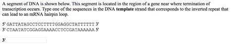 Solved A Segment Of DNA Is Shown Below This Segment Is Chegg Com