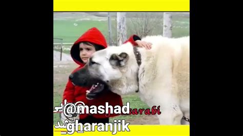 کلیب کانگال های ترکیه 👌👌🙏🙏🙏🙏🙏 Youtube