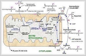 Ciclo De La Urea Ecured