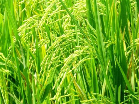 Does Rice Grow All Year Round At Charles Gilley Blog