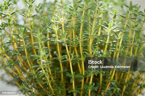 Genus Timus Berisi Sekitar 350 Spesies Tanaman Herba Abadi Aromatik Dan Subshrubs Setinggi 40 Cm