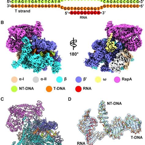 Cryo EM Structure Of RapARNAP Elongation Complex A Schematic Download Scientific Diagram