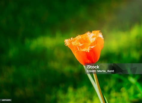 대번포트 튤립입니다 꽃 튤립 배경입니다 봄 또는 여름에 햇빛 풍경 아래 빨간색과 노란색 튤립의 아름 다운 보기 0명에 대한 스톡