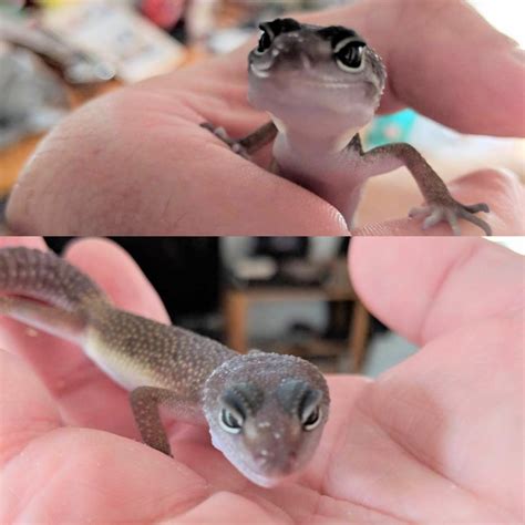 250 Best Leucistic Images On Pholder Nature Is Fucking Lit Real Life Shinies And Birding