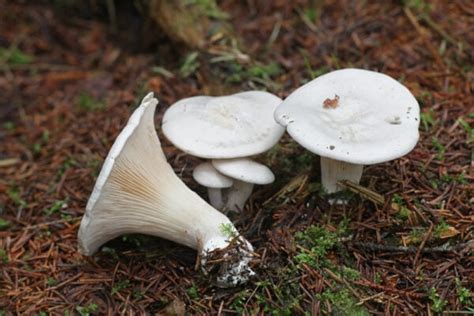 Edible Mushrooms Forager S Guide How To Cook Them