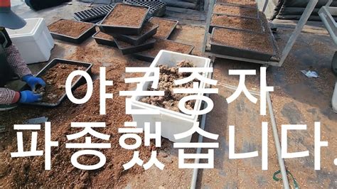240318월 야콘종자파종했습니다 야콘종자 야콘모종 야콘농사 야콘즙 손범규농합육묘장 상담01072582666 가조농약종묘사 농합주농업회사법인 Youtube