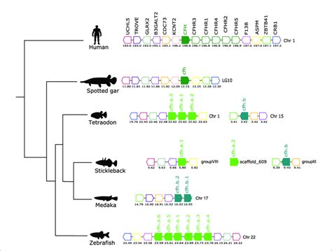 Gene Synteny Analysis Of The Cfhcfhr Gene Environment In Tetrapod