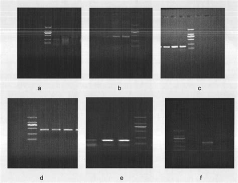 Rapid Detection Of Kras Kirsten Rat Sarcoma Gene Mutation Eureka Patsnap