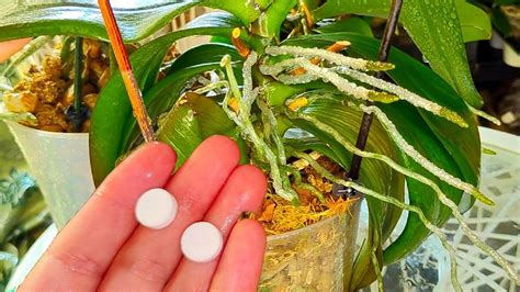 ВСЕГО 2 дешёвые таблетки и КОРНИ ПУЧКОМ у ОРХИДЕИ Youtube