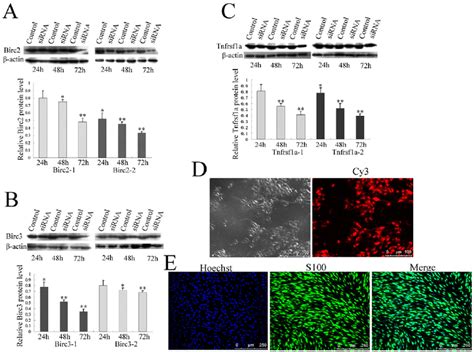Determination Of Sirna Interference In Scs A C Interference Download Scientific Diagram