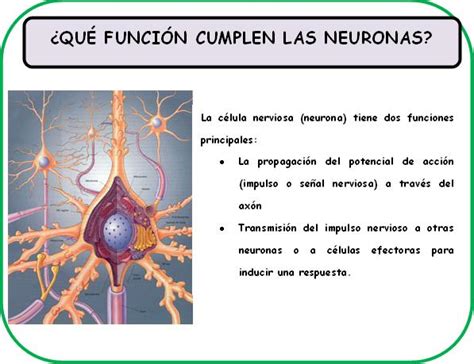 El Impulso Nervioso Aprendamos