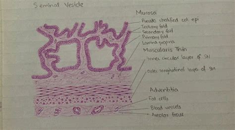 Seminal Vesicle Histology Labeled
