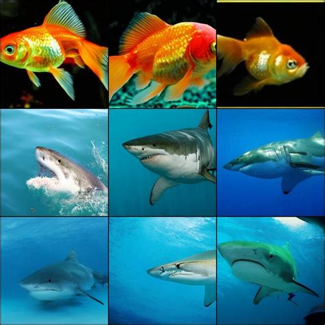 benign samples and unrestricted adversarial examples on the imagenet