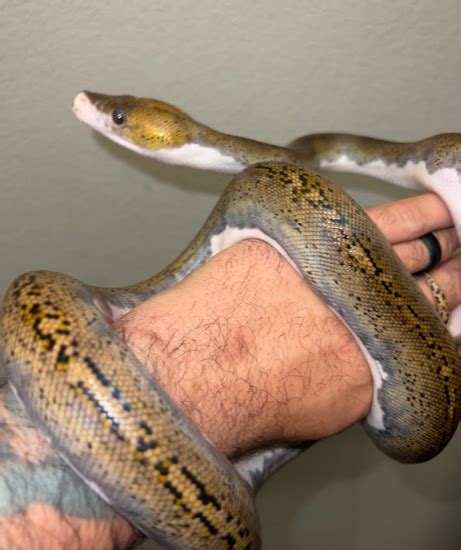 Tiger Pied Reticulated Python By Dnt Retics