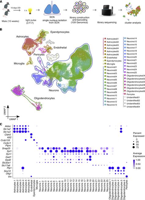 Npas4 Regulates The Transcriptional Response Of The Suprachiasmatic Nucleus To Light And