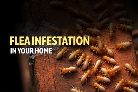 Flea Infestation In Home Signs Causes And How To Treat It