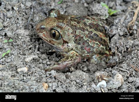 Adult Toad