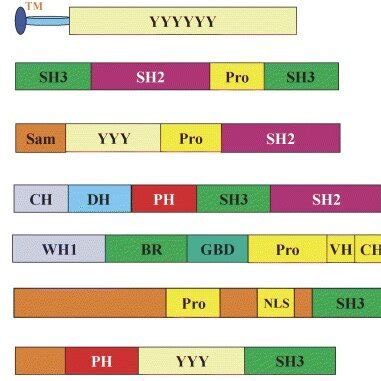 Adaptor Molecules And Their Functional Domains Adaptors Or Molecular Download Scientific