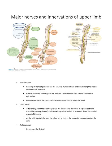 Median Nerve BIO 2233 Fall 2021 Instructor Prof Frank Nelson Median Nerve Running In Front