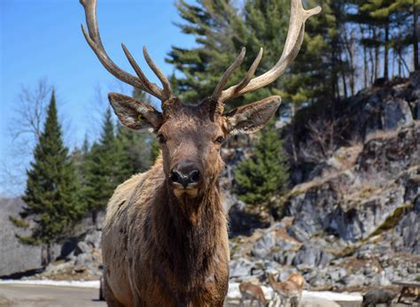 Amazing Wildlife Watching On A Canadian Safari Travel Bliss Now