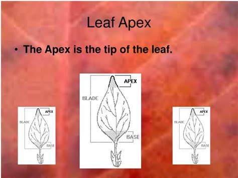 Ppt Leaf Identification Powerpoint Presentation Id4629658
