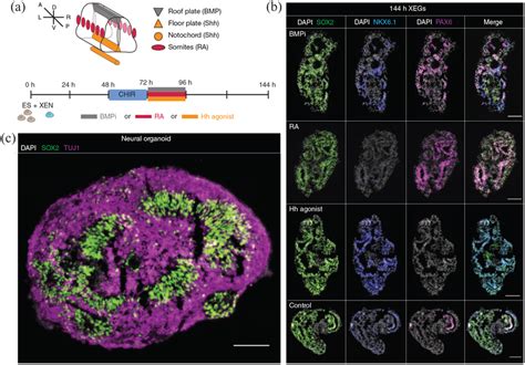 signaling perturbation experiments and continued differentiation