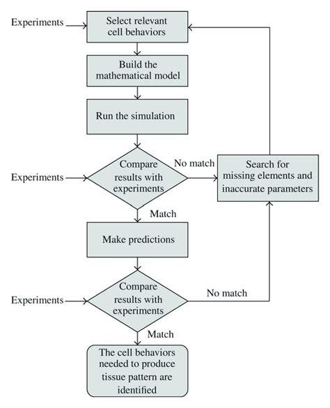 Flow Chart Illustrating A Typical Protocol To Build And Validate A Download Scientific Diagram