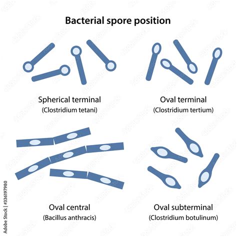 The Position Of The Bacillus Spores Central Terminal Subterminal The Figure Shows Examples