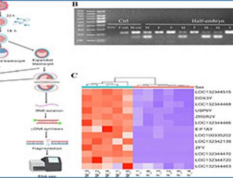Borzoi Predicting Rna Seq Coverage From Dna Sequence As A Unifying