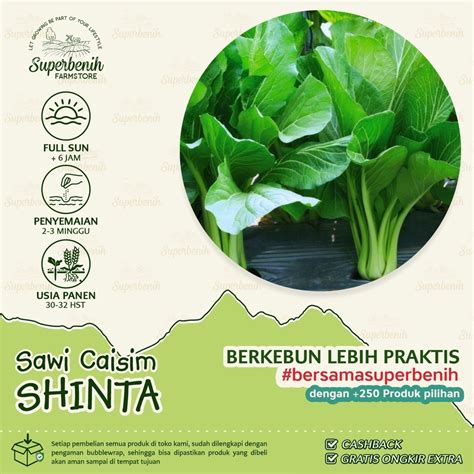 Jual 250 Biji Benih Sawi Caisim SHINTA Sawi Hijau Atau Sawi Mie Shopee Indonesia